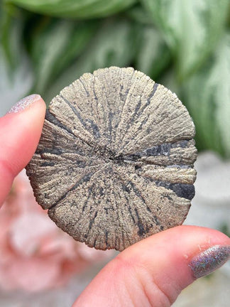 Gold Pyrite Suns From Illinois For Sale – Contempo Crystals